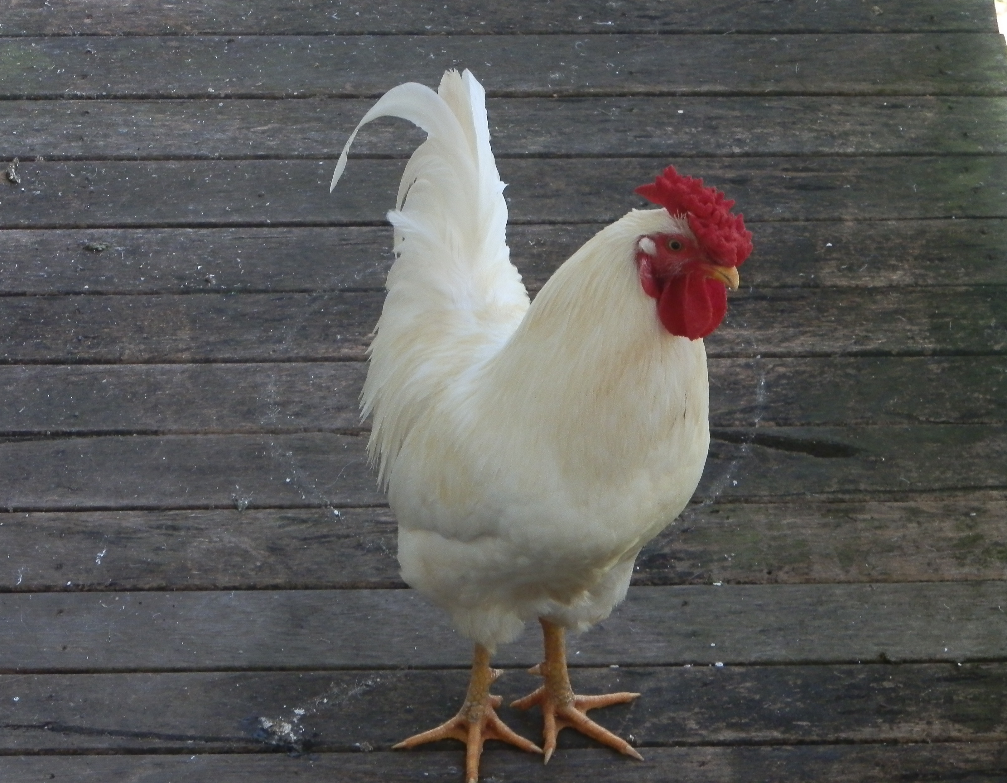 Chook of the Week – The Third Doctor | The Doctor Who Mind Robber